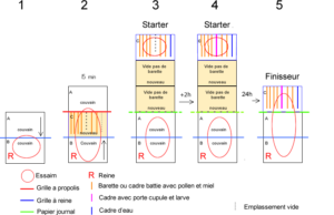 Ruche Warré. Fonctionnement division récolte en professionel